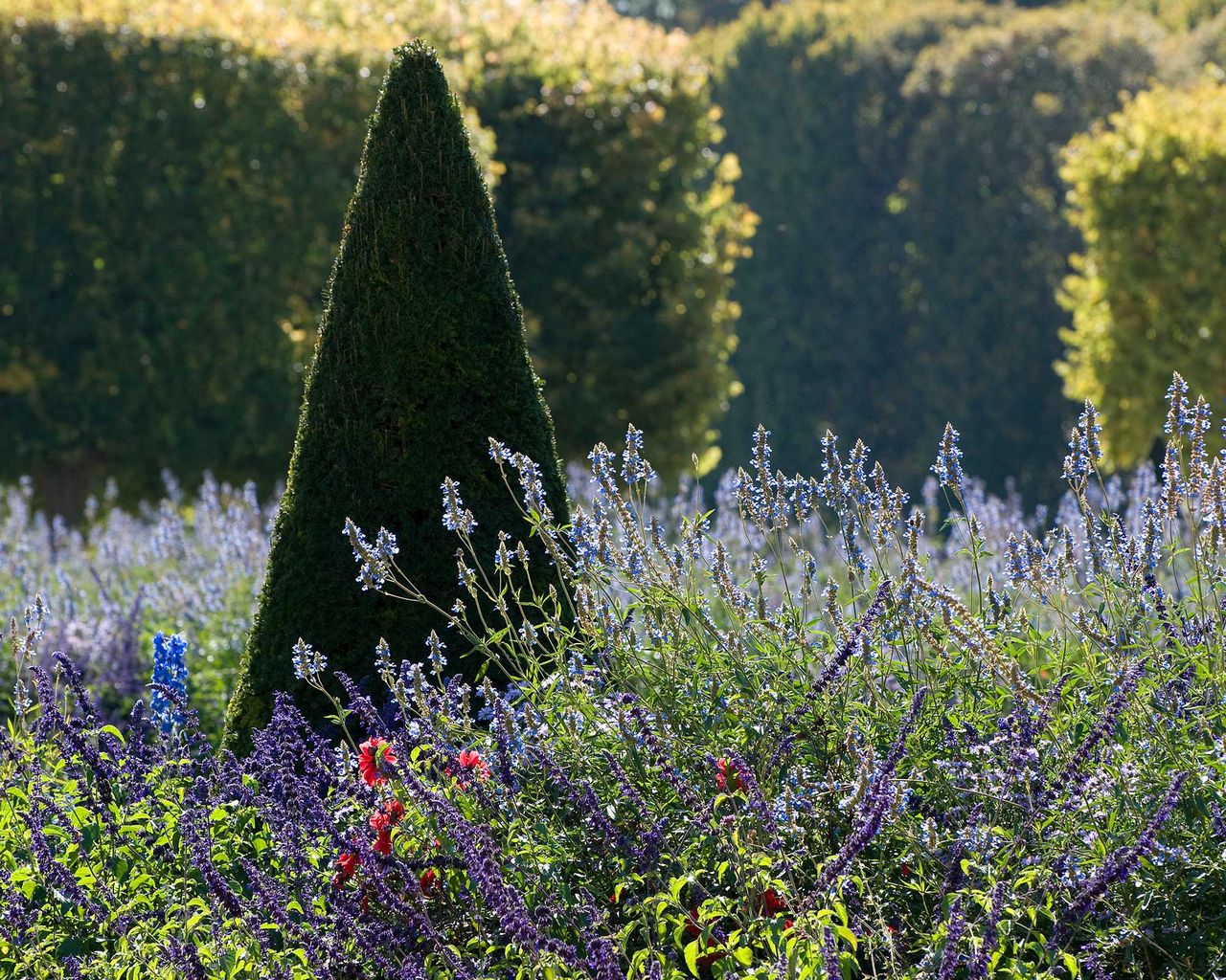 Pruning yews: top tips for getting yours in shape | Gardeningetc