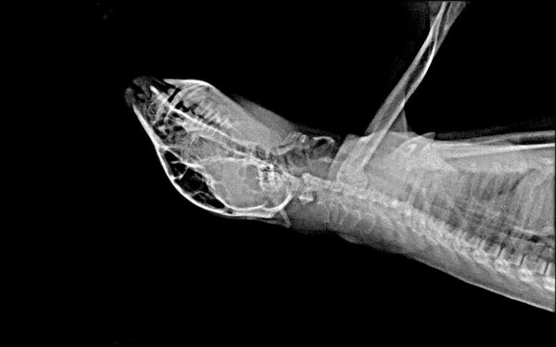 Case Solved: Why Sloths Are Slothful | Live Science