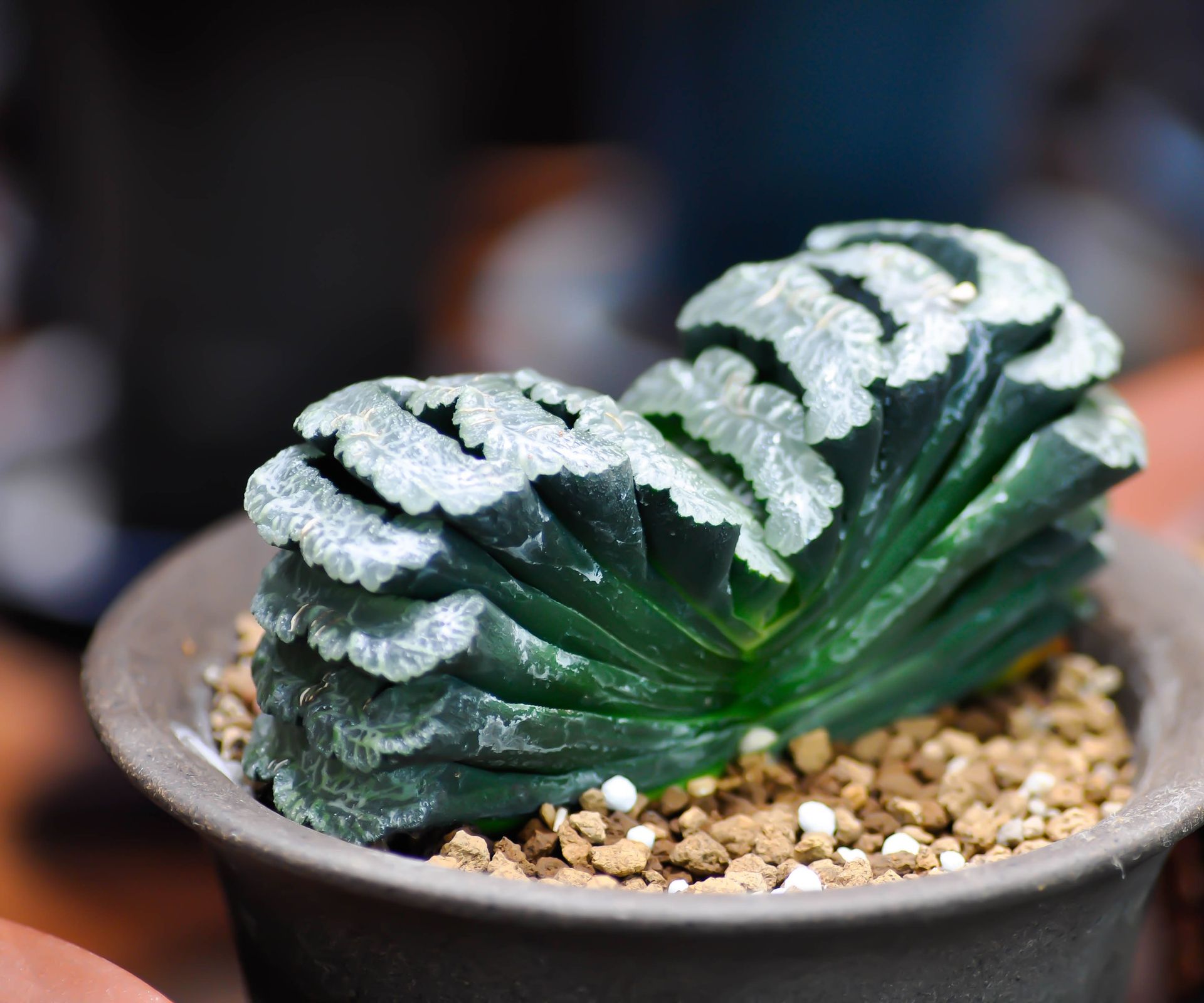 8 of the best tiny houseplants for small spaces and gift giving | Homes ...