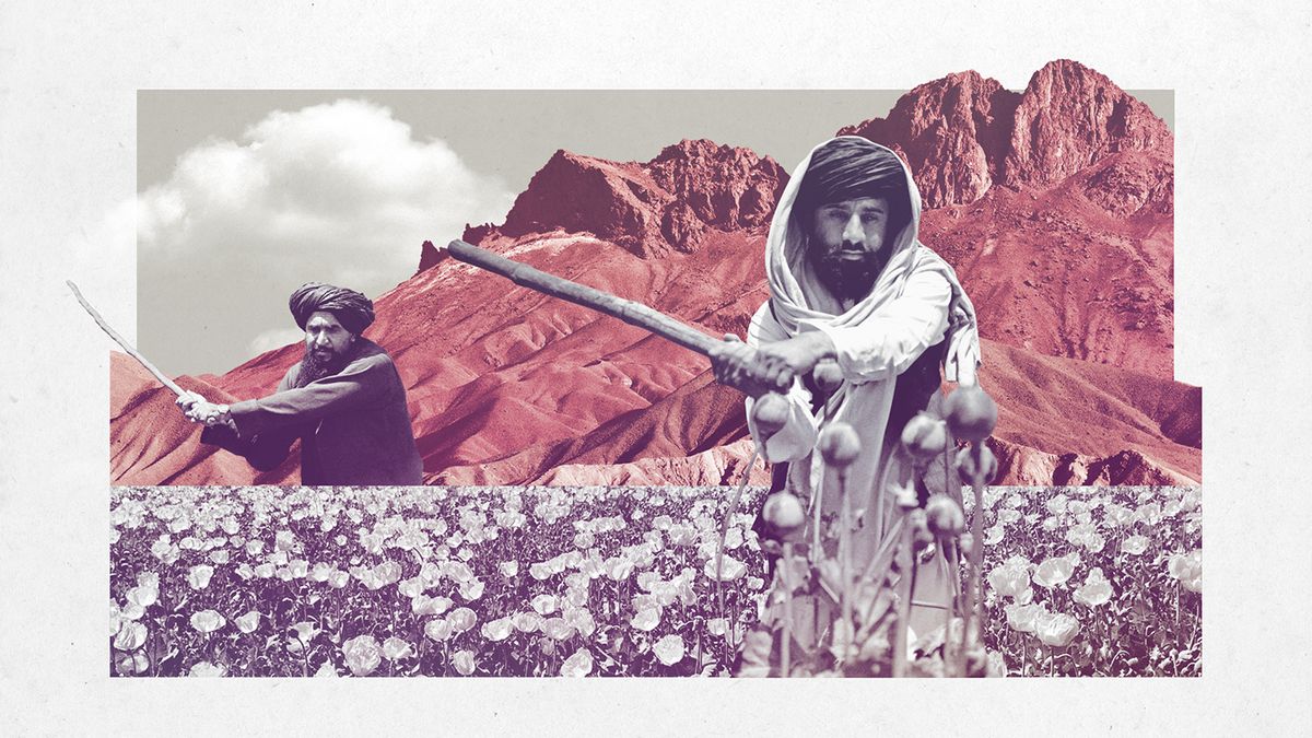 Afghanistan: the Taliban’s crackdown on opium poppy growing | The Week