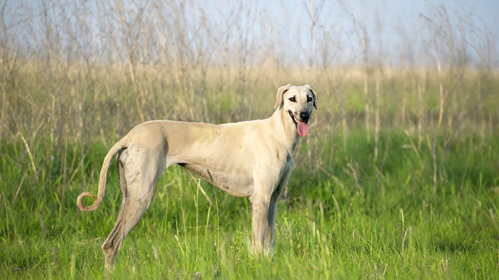 32 best dog breeds for warm climates | PetsRadar