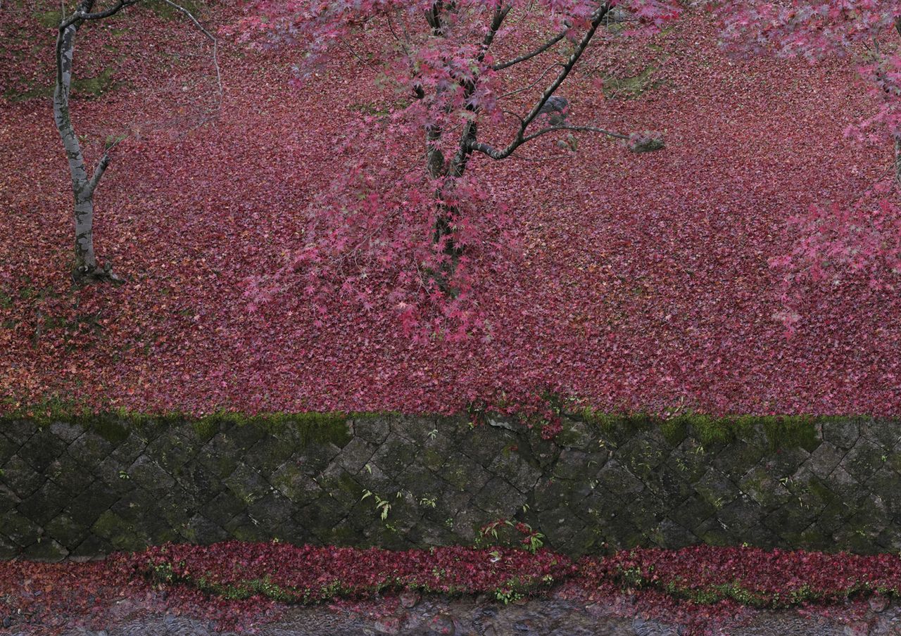 Israeli photographer Ori Gersht dives into Kyoto's gardens | Wallpaper*