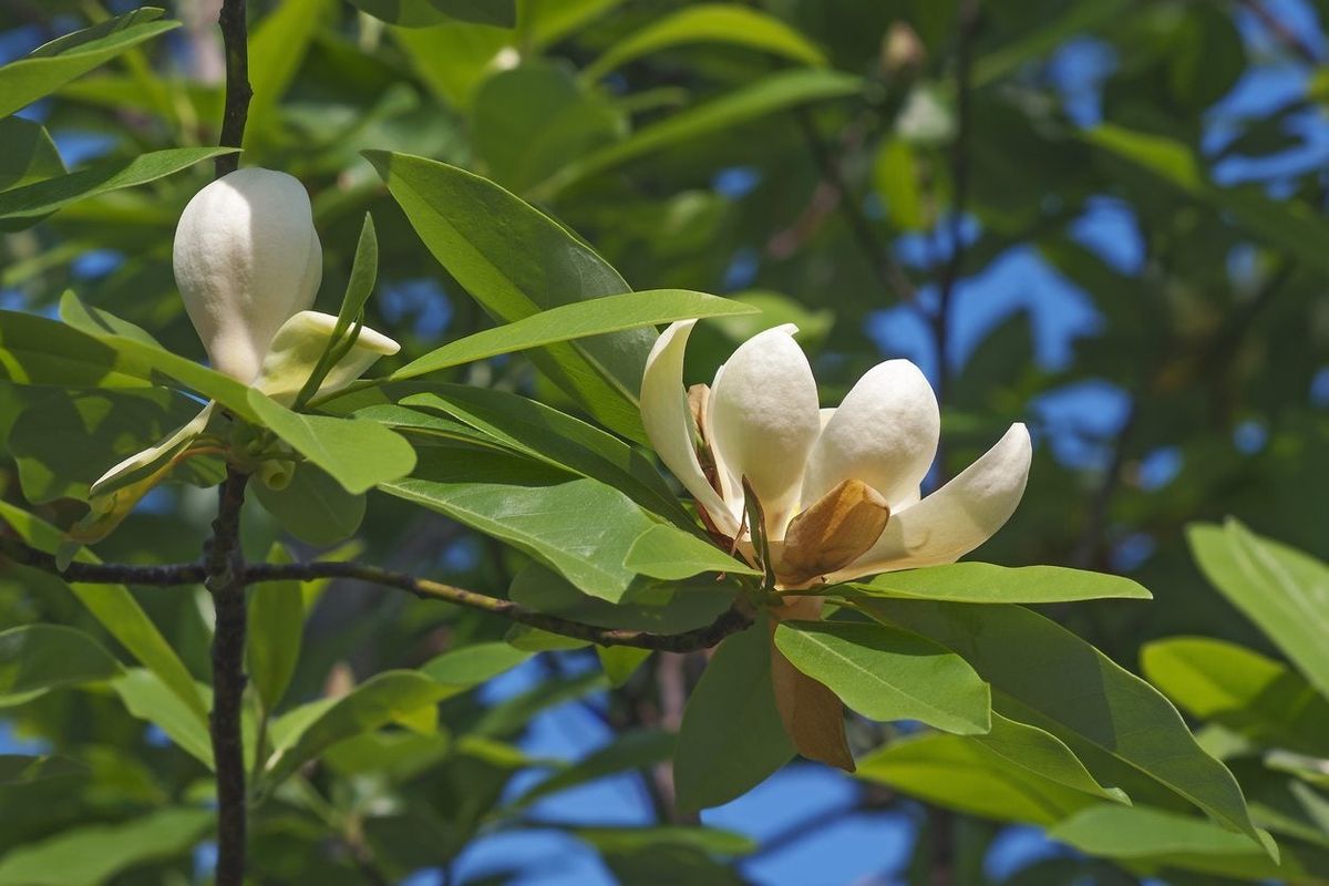 Sweetbay Magnolia Diseases: Recognizing Magnolia Disease Symptoms In ...