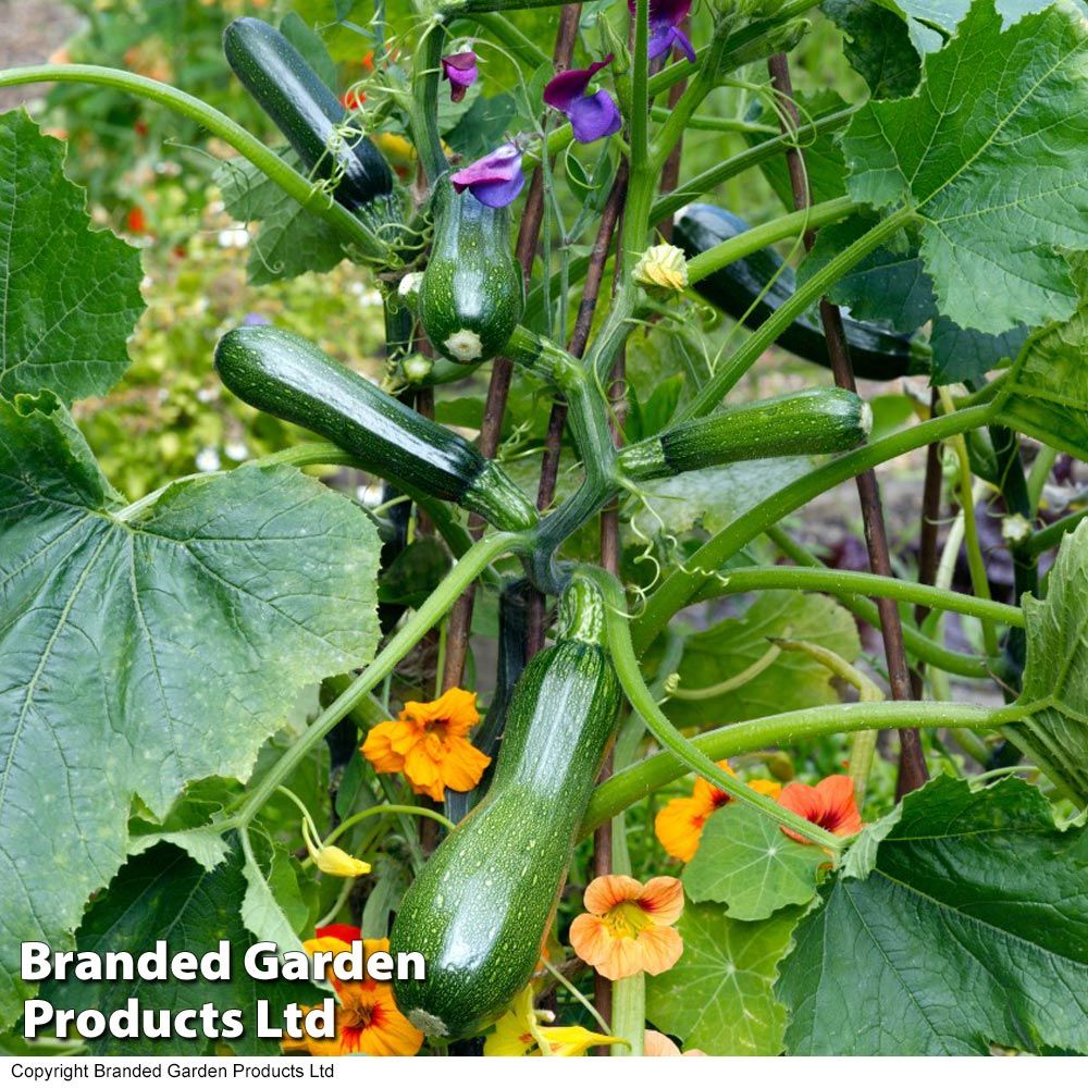 How to grow courgettes vertically - a simple step-by-step | Ideal Home