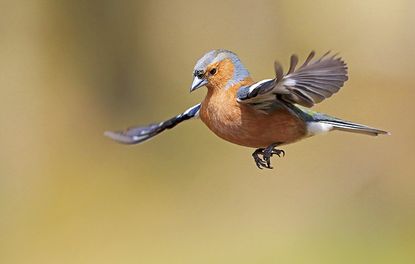 British finches: A simple guide | Country Life