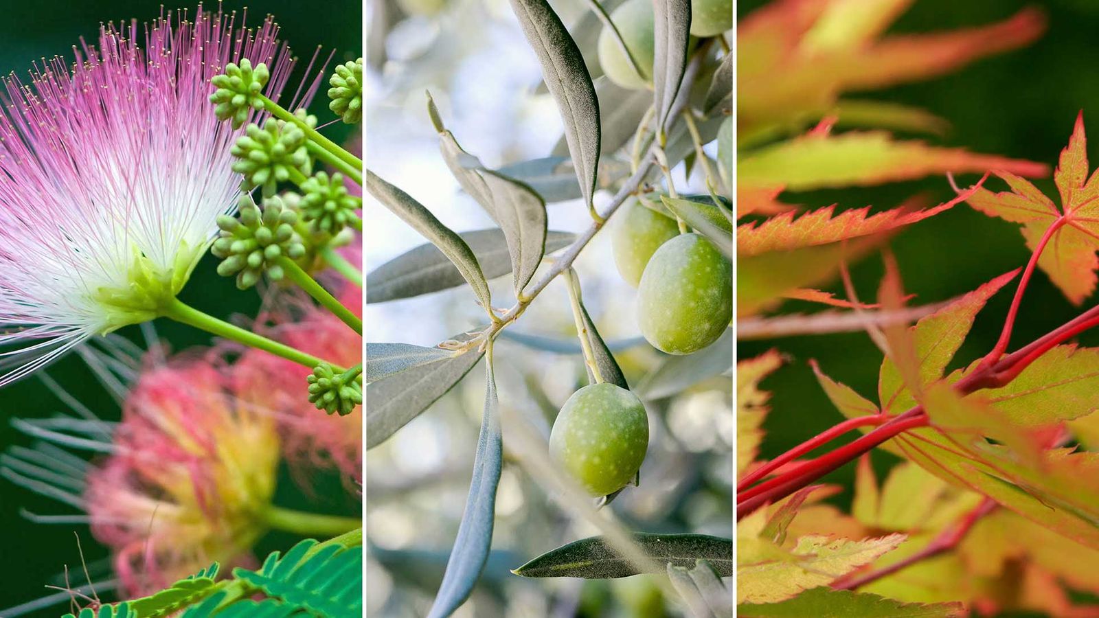 Best trees for pots: 8 options to grow in a compact garden | Woman & Home