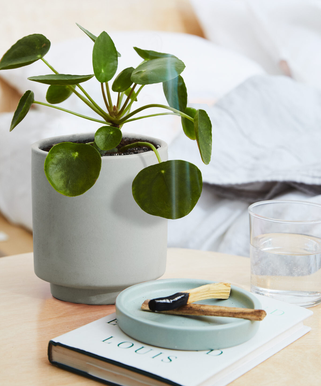 Where to place a Chinese money plant, according to Feng Shui | Homes ...