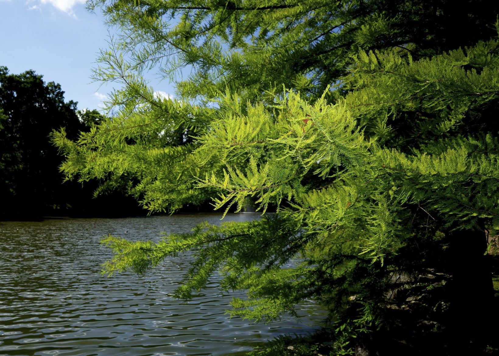 Bald Cypress Care: Tips On Growing A Bald Cypress Tree | Gardening Know How