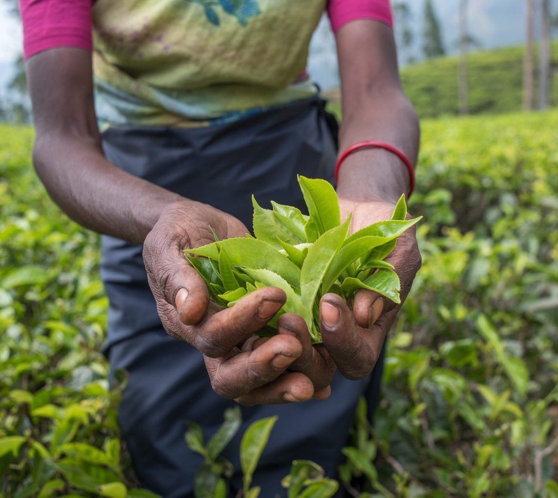 Harvesting Tea Plants - Tips On How To Harvest Camellia Sinensis ...