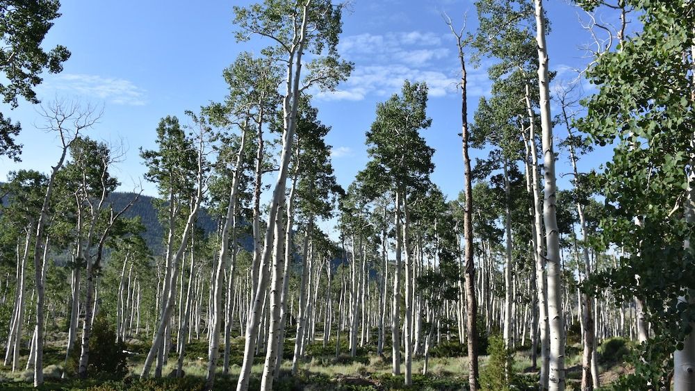 Listen to the sounds of Pando, the largest living tree in the world ...