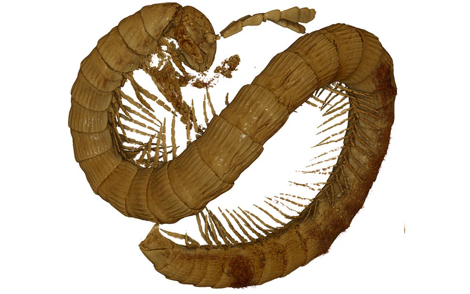 Ancient Millipede Walked with Dinosaurs, Died in a Sticky Trap | Live ...