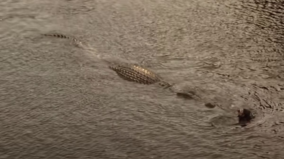 32 Scary Animal Movies That Aren't About Dinosaurs Or Sharks | Cinemablend