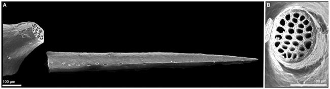 Animal Sex: How Love Dart–Shooting Snails Do It | Live Science