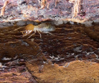 How to get rid of termites naturally: to protect your home | Homes and ...
