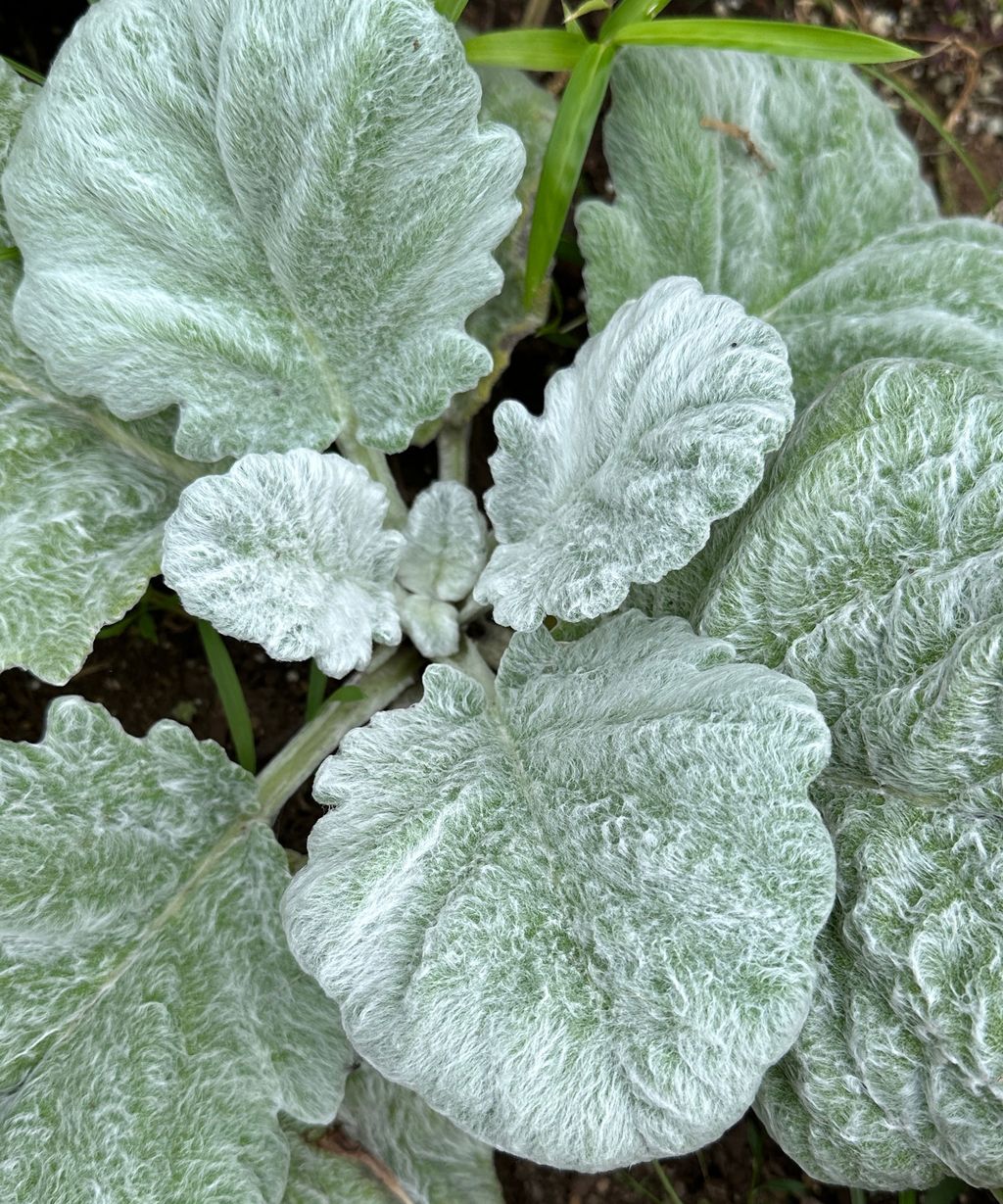 Grow These 5 Fuzzy Leaf Plant Options For Sensory Gardens | Gardening ...