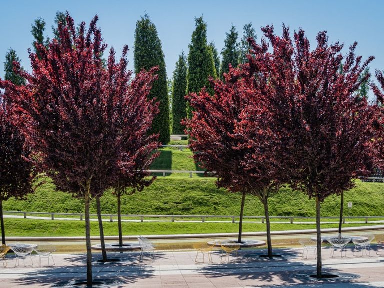 Purple Tree Varieties That Make Landscapes Pop | Gardening Know How