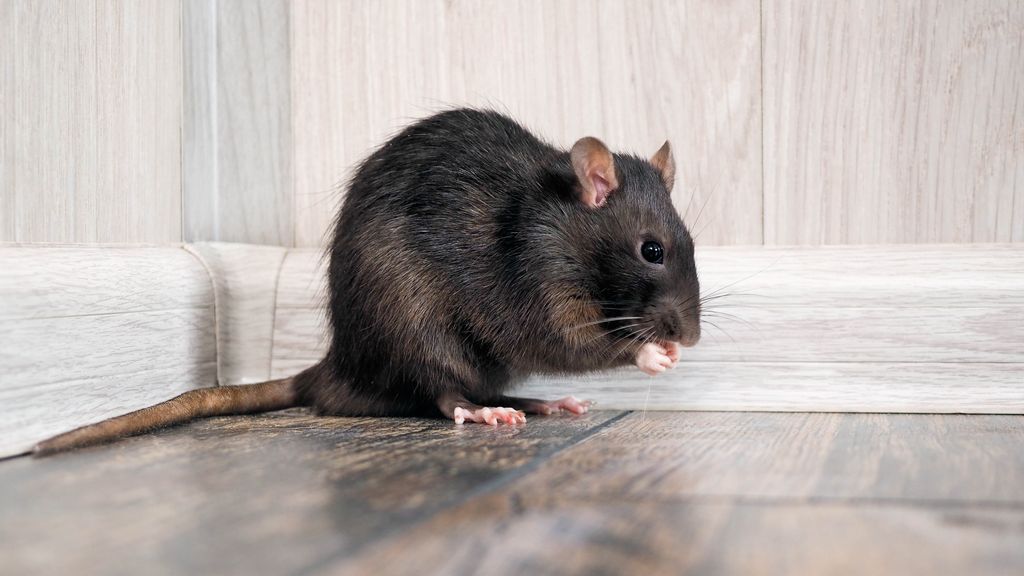How to get rid of rats quickly and safely | Tom's Guide