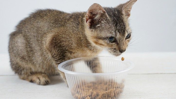 Best kitten food: Wet and dry options for your young cat | PetsRadar