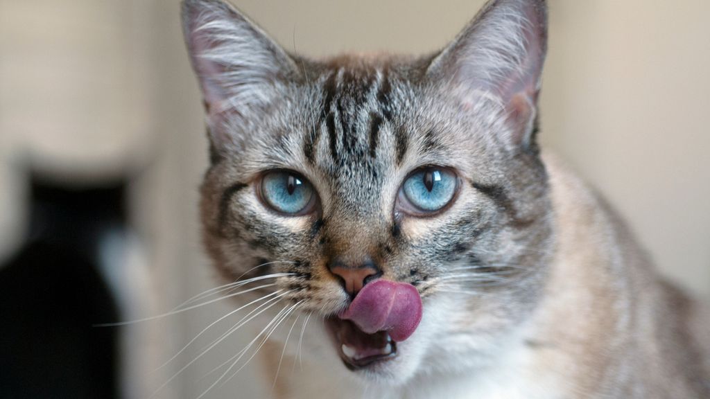 Vet reveals 7 reasons why your cat licks their lips | PetsRadar