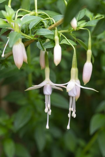 How to Overwinter Fuchsias — An Expert Guide | Livingetc