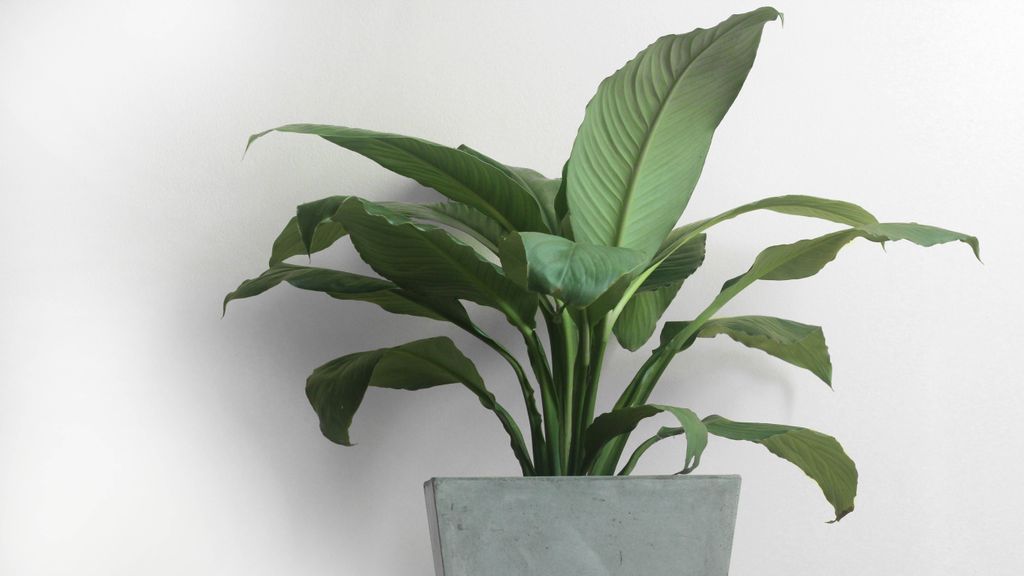 7 plants that can survive without sunlight | Tom's Guide