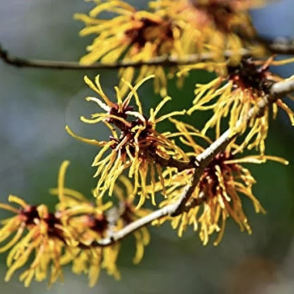 How to prune witch hazel and how often | Homes and Gardens