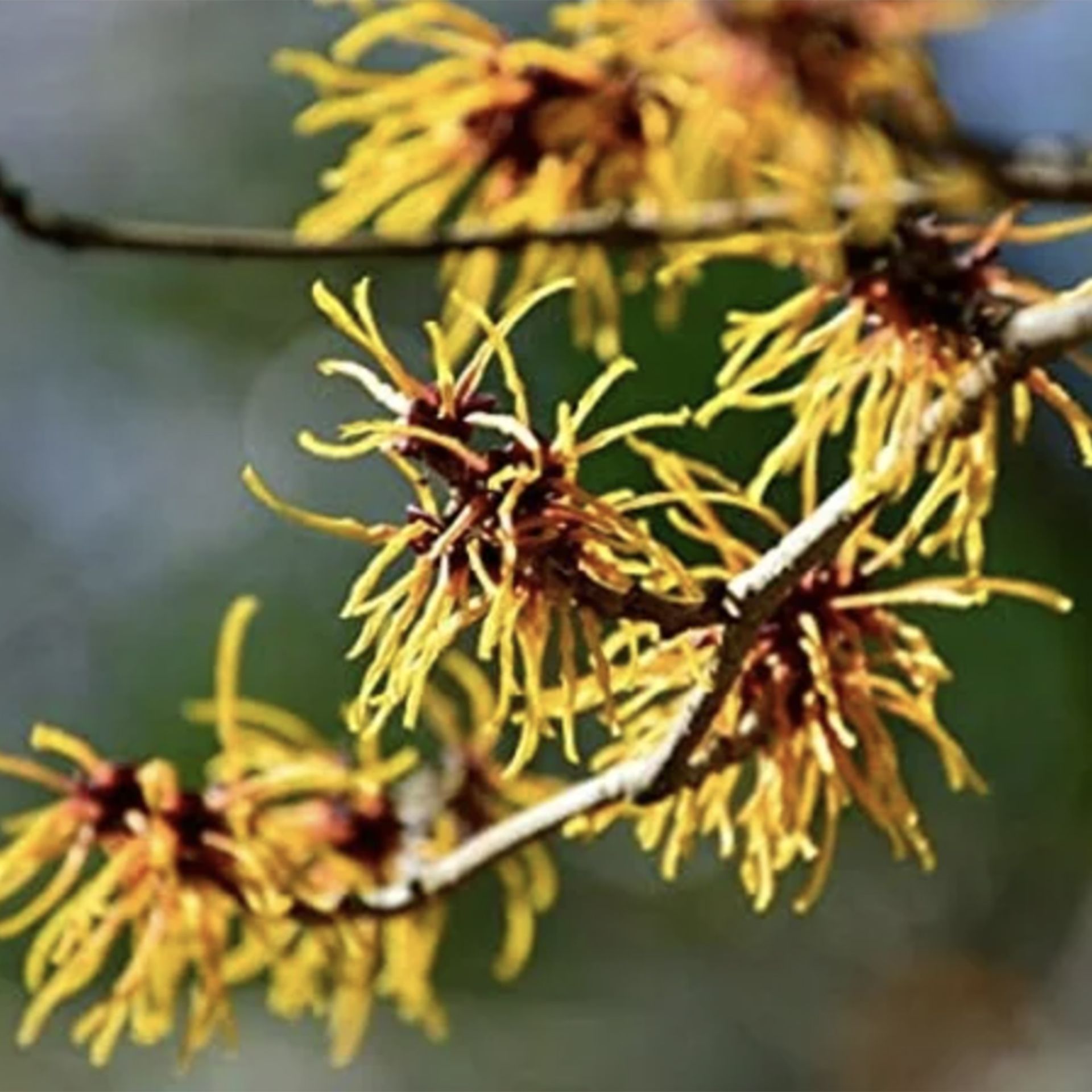 How to prune witch hazel and how often | Homes and Gardens