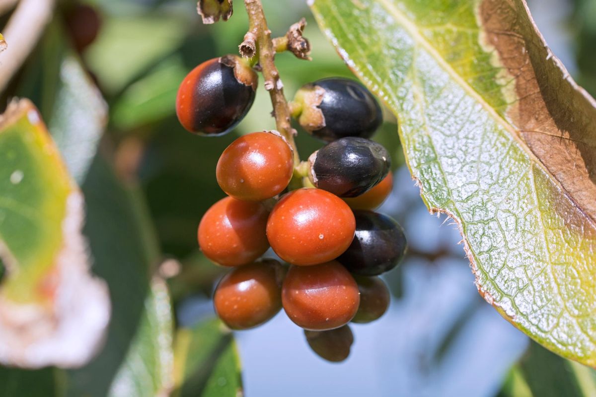 How To Use Rumberries – Rumberry Recipes, Ideas, And History ...