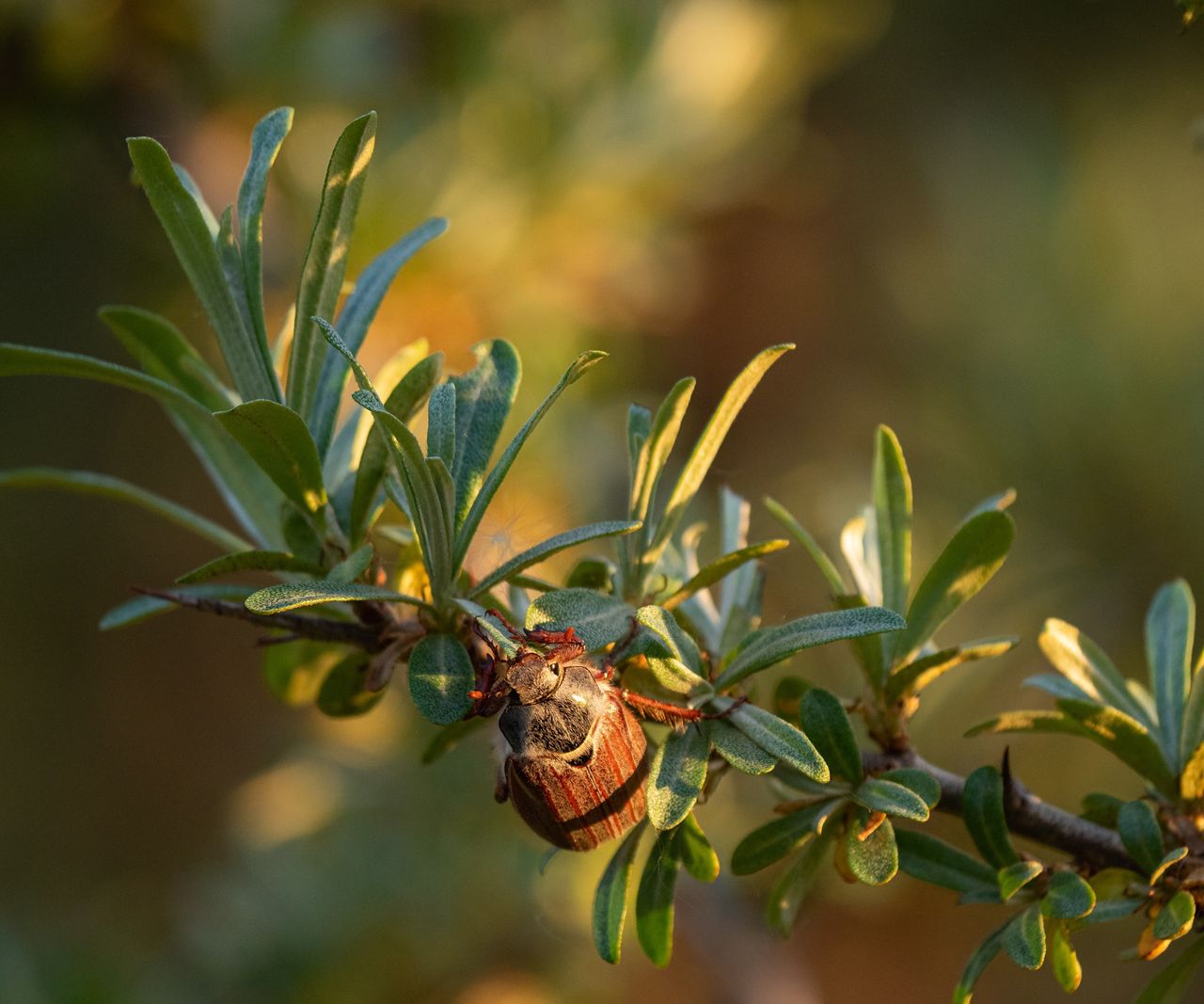 How to repel June bugs from your yard: protect your plants | Homes and ...