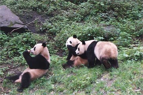 To Catch a Panda: Science in the Wild | Live Science