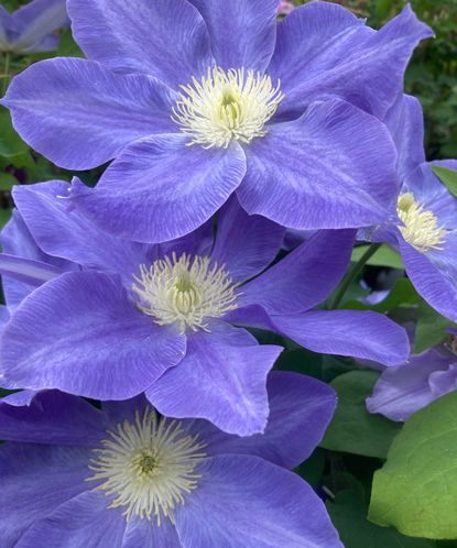 Best clematis to grow: 10 prettiest, easiest choices | Homes and Gardens