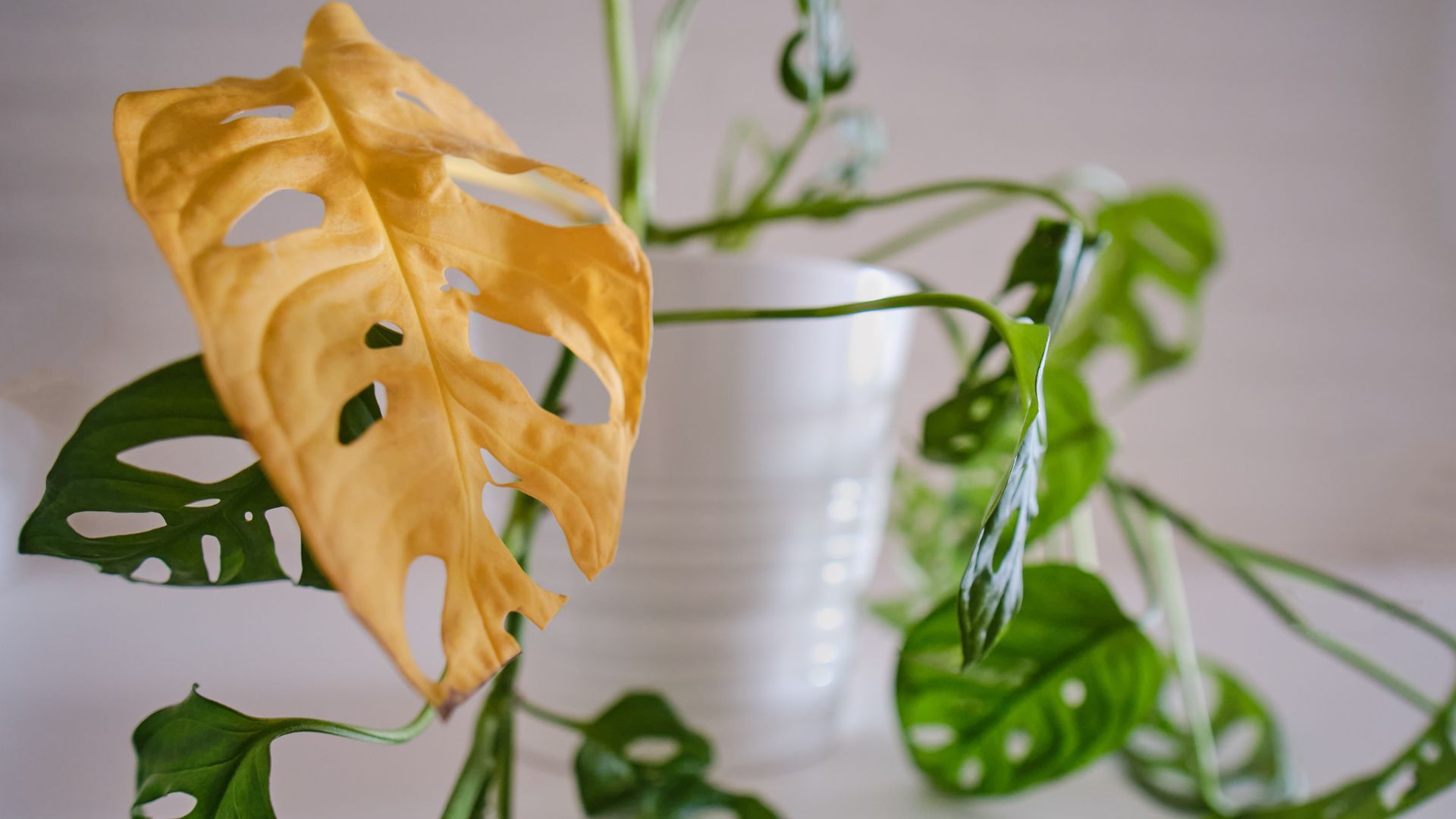 Why is my Monstera turning yellow? Plant experts explain | Woman & Home