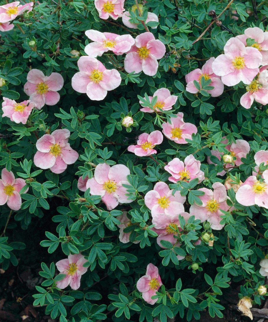 Potentilla varieties: 15 pretty types to take your pick from | Gardeningetc