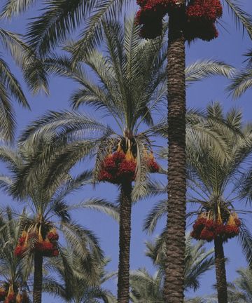 How to grow a date palm tree: from planting to harvesting | Homes and ...