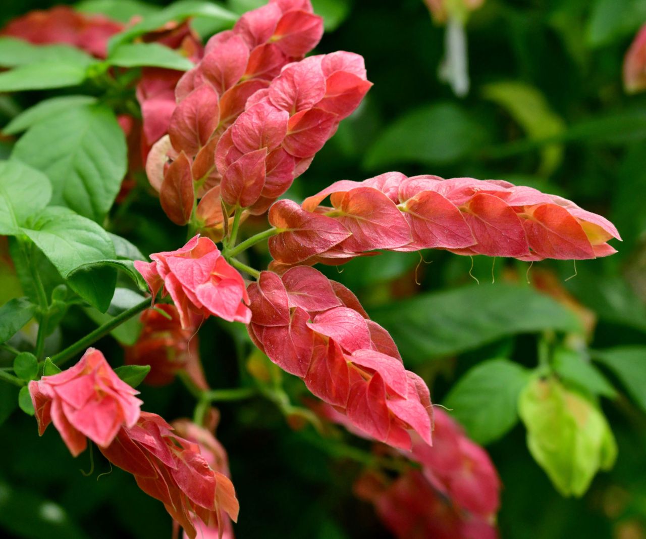 10 of the most underrated houseplants | Homes and Gardens