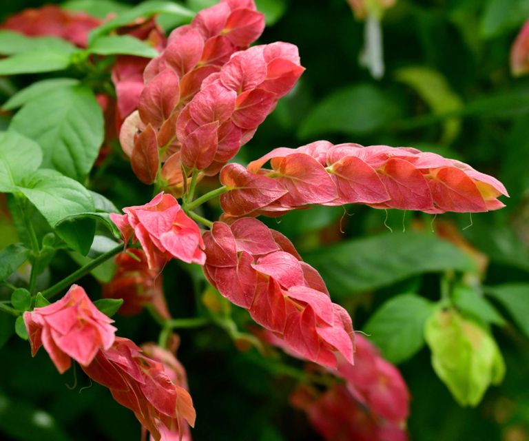 10 of the most underrated houseplants | Homes and Gardens