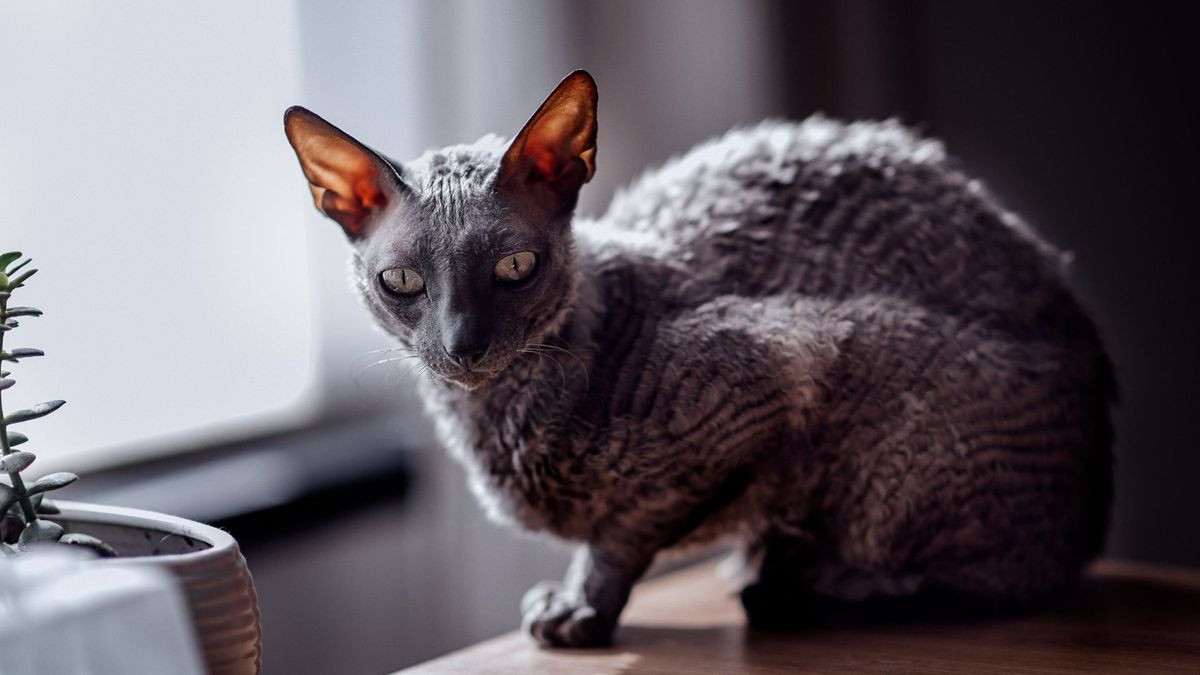 32 interesting facts about Cornish Rex cats | PetsRadar