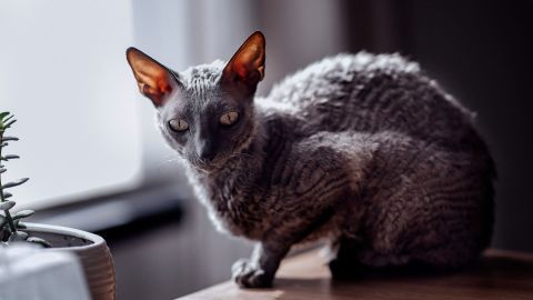 32 interesting facts about Cornish Rex cats | PetsRadar