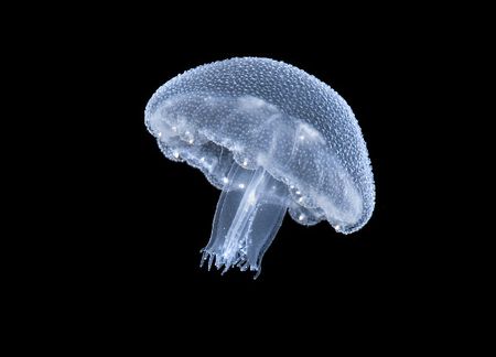 Jellyfish - News and Scientific Articles on Live Science - Page 5 ...