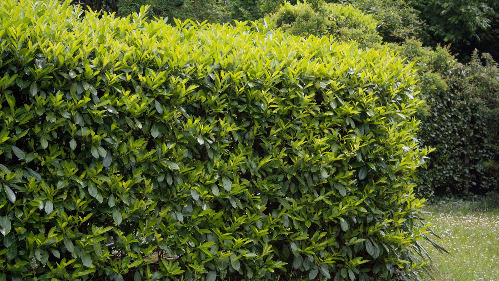 When to prune laurel - experts reveal the perfect time | Ideal Home