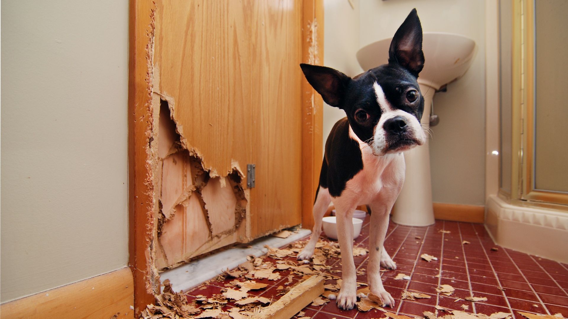 Grab and hold your dog’s attention with this ridiculously simple tip ...