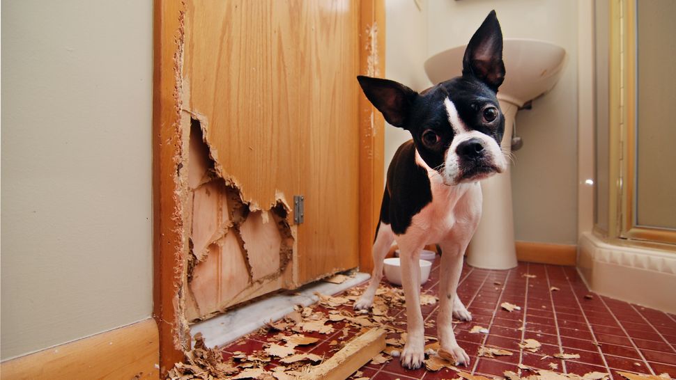 Grab and hold your dog’s attention with this ridiculously simple tip ...