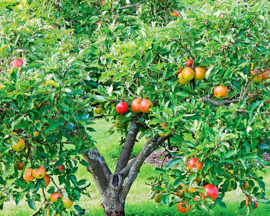 7 Best Fruit Trees For Front Yards | Gardening Know How
