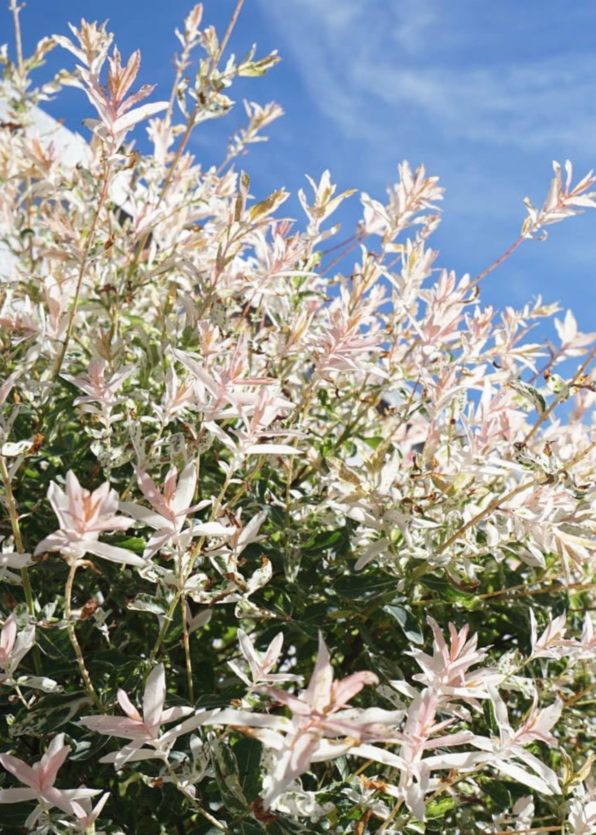 Our Guide to the 12 Birth Month Trees to Grow in Your Garden | Livingetc