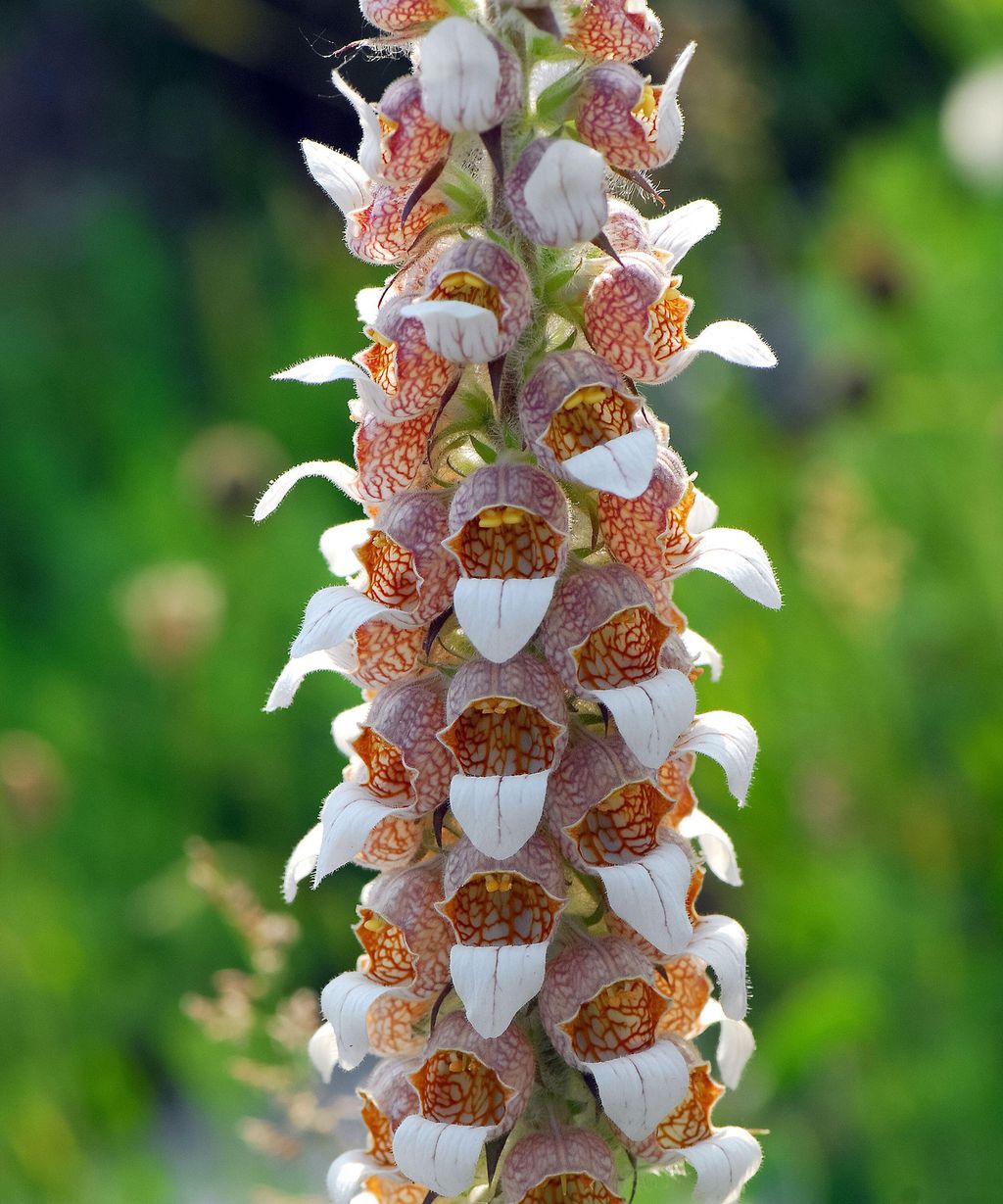 Foxglove varieties: 16 options for summer borders | Homes and Gardens