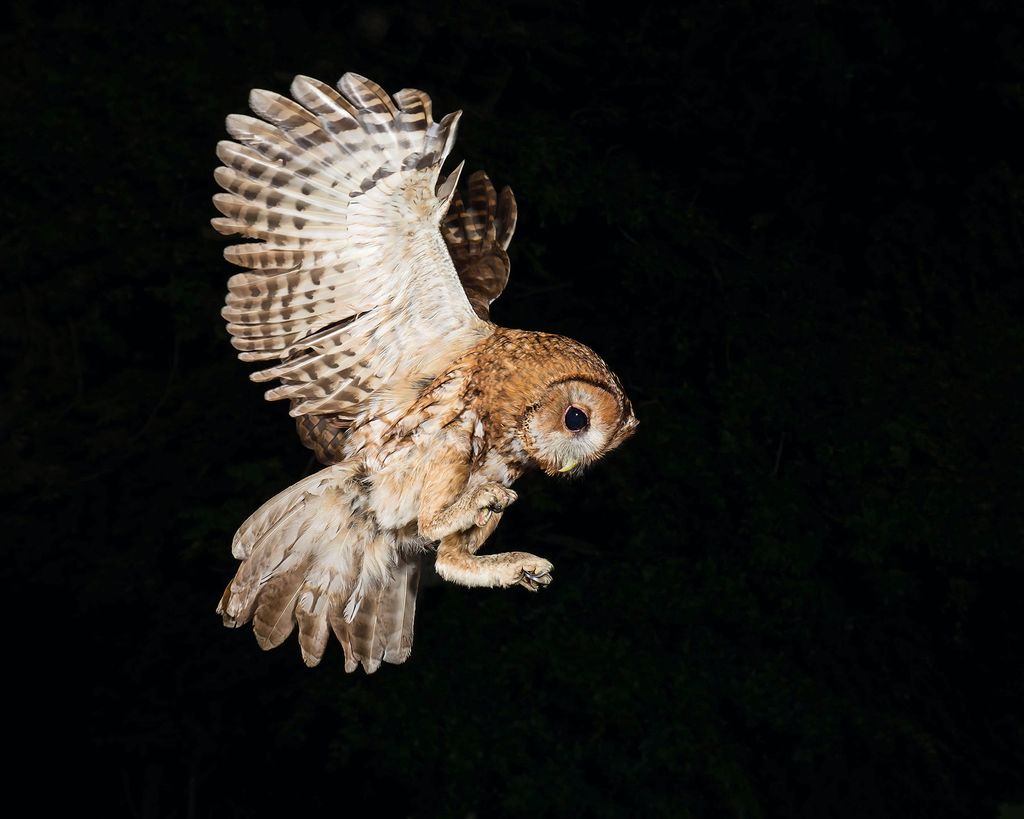 On the night watch: The lives of Britain's nocturnal creatures ...