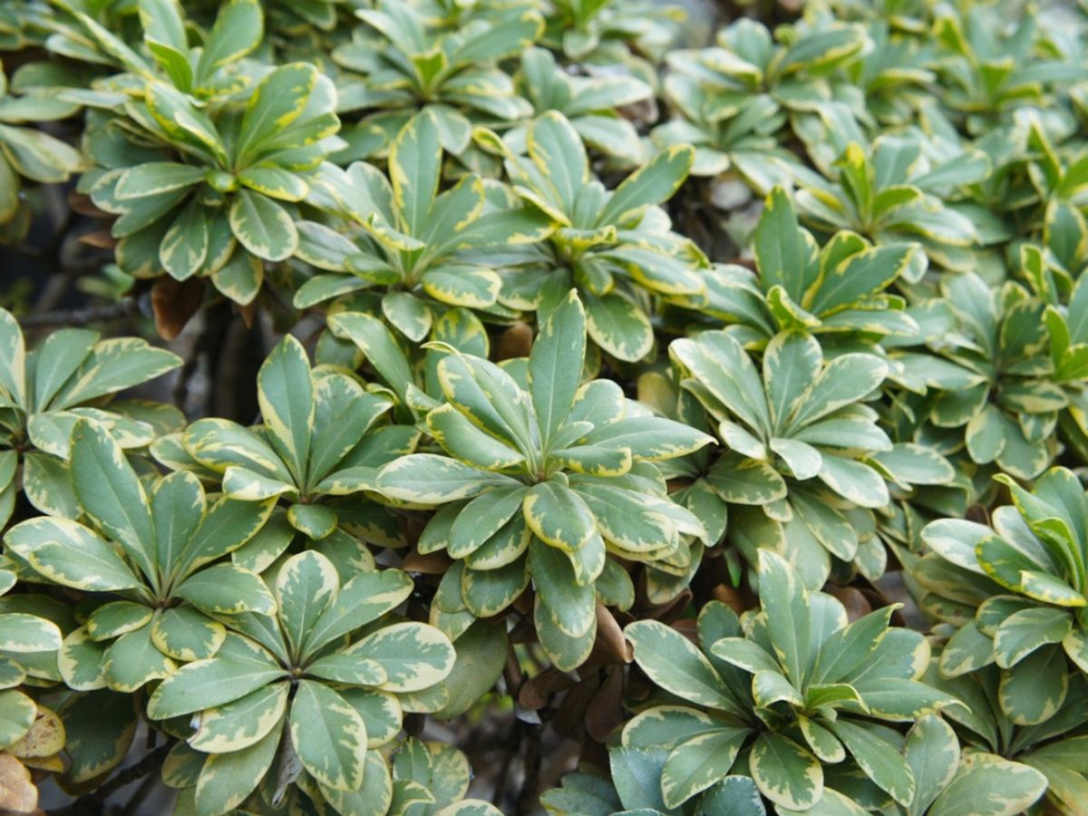 Japanese Pittosporum Care - How To Grow Pittosporum Shrubs | Gardening ...