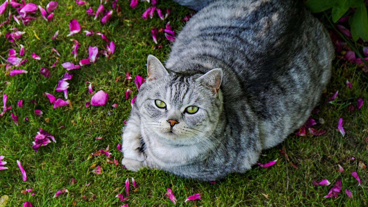 32 facts about British Shorthair cats | PetsRadar