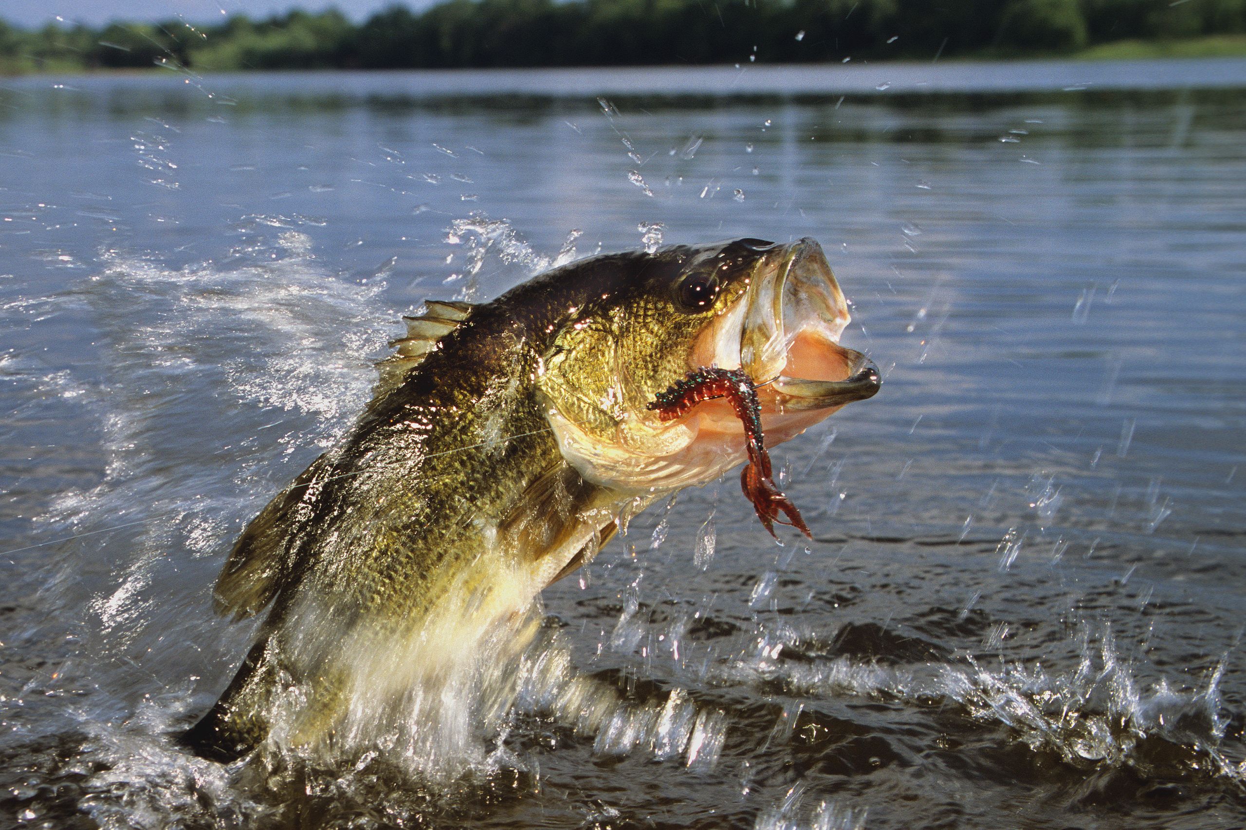 The Week contest: Fishing fraud | The Week