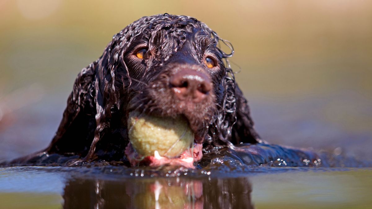 32 dog breeds that are made for swimming | PetsRadar